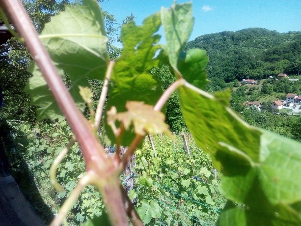Crtica o zapercima vinove loze | Ministarstvo poljoprivrede, šumarstva ...