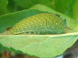 Sličnost leptira lastin rep i prugasto jedarce | Ministarstvo ...